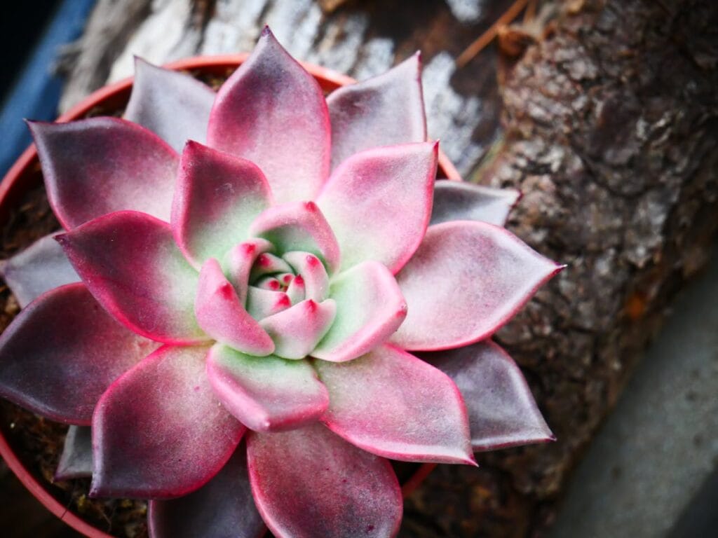 How to Care for Succulents: Complete Beginner’s Guide