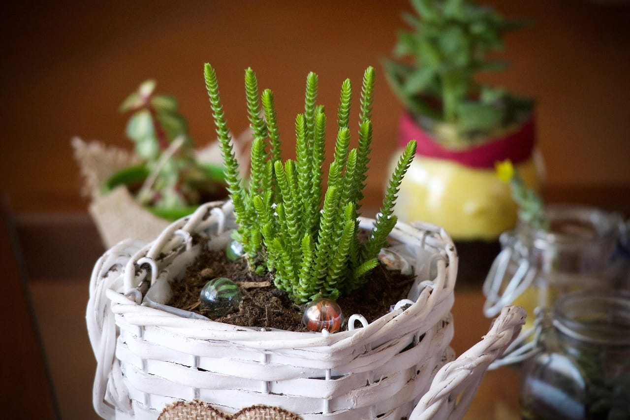 How to Care for Succulents: Complete Beginner’s Guide