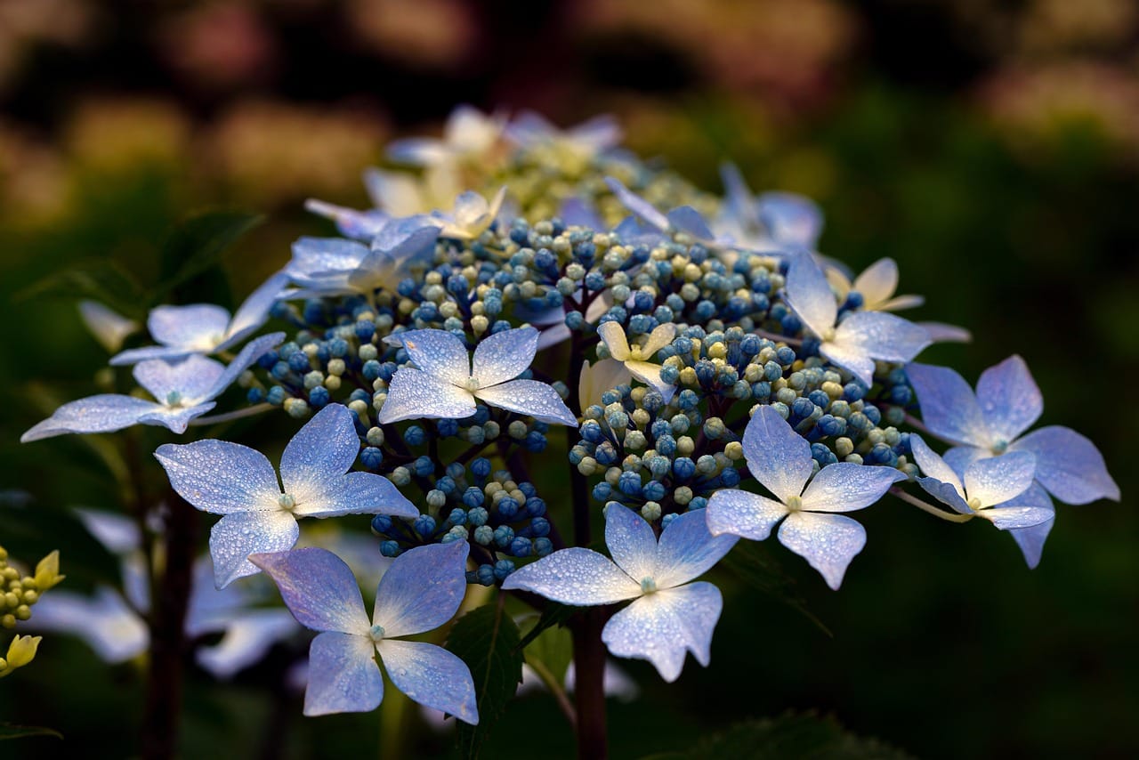 How to Prune Hydrangeas: A Complete Beginner’s Guide for Bigger Blooms