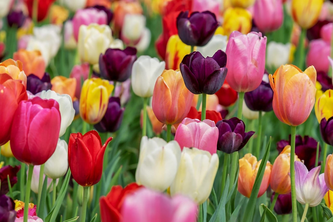 How to Care for Tulips That Bloom Beautifully: A Beginner’s Guide