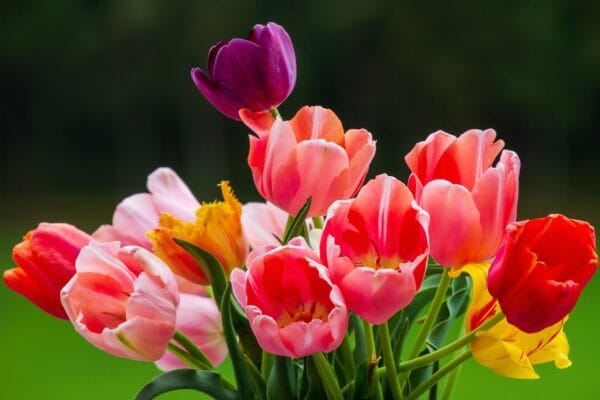 How to Care for Tulips That Bloom Beautifully: A Beginner’s Guide