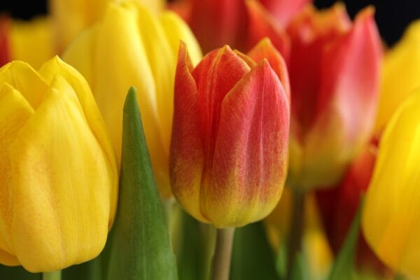 How to Care for Tulips That Bloom Beautifully: A Beginner’s Guide